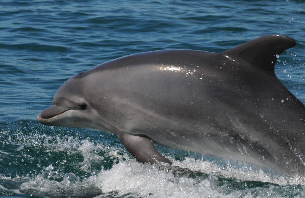 Fauna e Flora da Serra da Arrábida – Azeitão